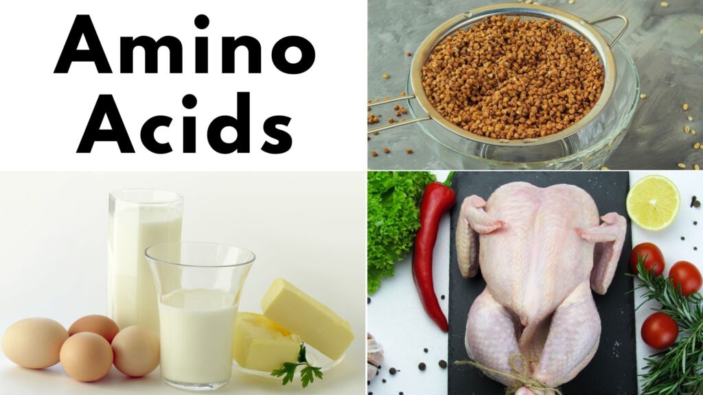 The Importance of Amino Acids for Muscle Recovery & Growth