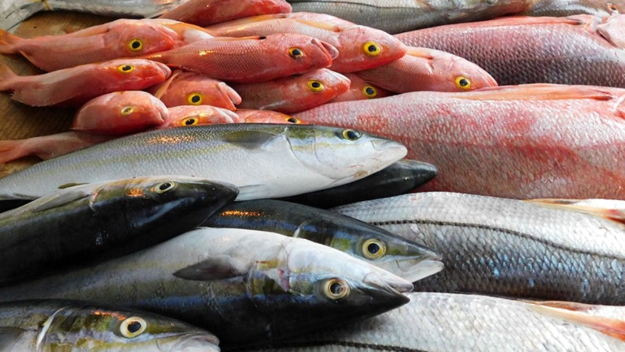Understanding the Benefits of Omega Oils and Fatty Acids